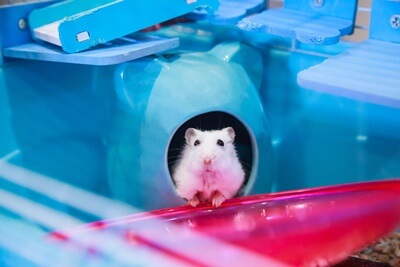 How Smart Is A Hamster? (Rodent Intelligence Comparison)