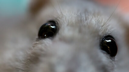 Why Is My Hamster's Eye Bulging? (Hamster Eye Protrusion)