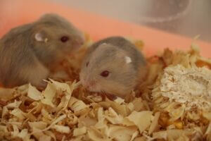 How Do You Know If Hamsters Are Playing or Fighting?