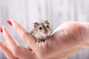 How To Care For A Dying Hamster (In Its Last Few Hours)