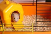 10 Noises Hamsters Make (And What They Mean)