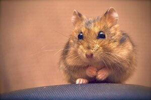 Why Is My Hamster's Eye Bulging? (Hamster Eye Protrusion)