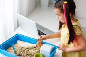 7 Easy Tricks To Teach Your Hamster