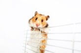 Why Do Hamsters Always Try To Escape? 5 Causes + What To Do!