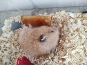 How To Tell If Your Hamster Is Injured