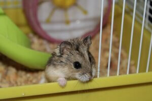 What Does A Depressed Hamster Look Like? 10 Signs of Sadness!