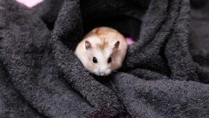 What Does A Depressed Hamster Look Like? 10 Signs of Sadness!