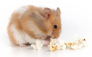 Can I Feed Hamsters Popcorn?