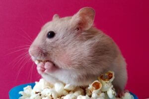 Can I Feed Hamsters Popcorn?