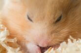How To Treat Pyometra in Hamsters (Antibiotics vs. Surgery)