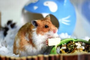 How To Tell If A Hamster Has An Impacted Cheek Pouch